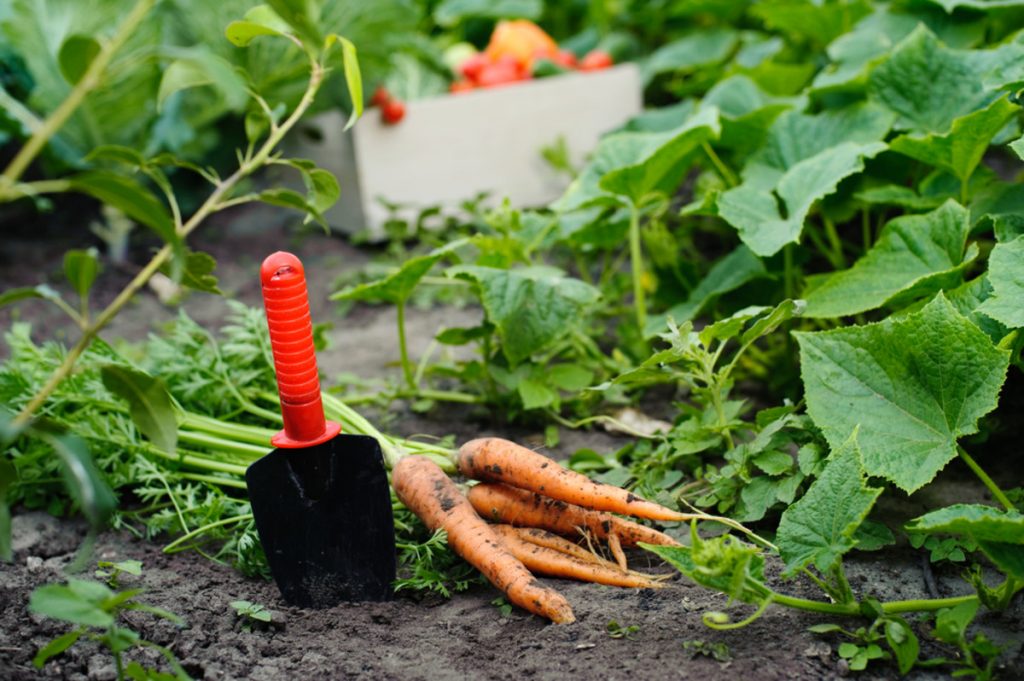 Vegan Farming - We need to do it Locally - Farming in South Africa