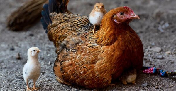 Why more South Africans Should Farm with Chickens - Farming in South Africa