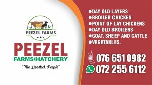 Gauteng Poultry and Farming Suppliers - Farming in South Africa