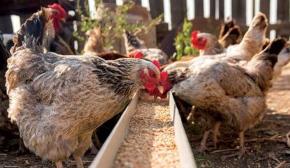 Getting your Chicken Farm Started in 10 easy Steps