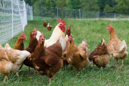 Improved free range poultry rearing - Farming South Africa