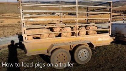 How to Load Pigs on a Trailer in Minutes - Farming South Africa