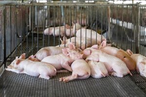 8 Common Pig Diseases and How to Treat Them