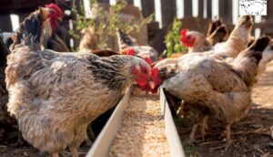 Chicken Feed Recipe for Broilers and Layers