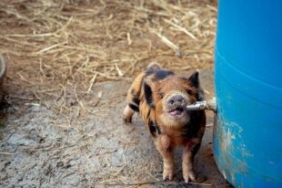 20 Interesting facts about Pigs - Farming in South Africa